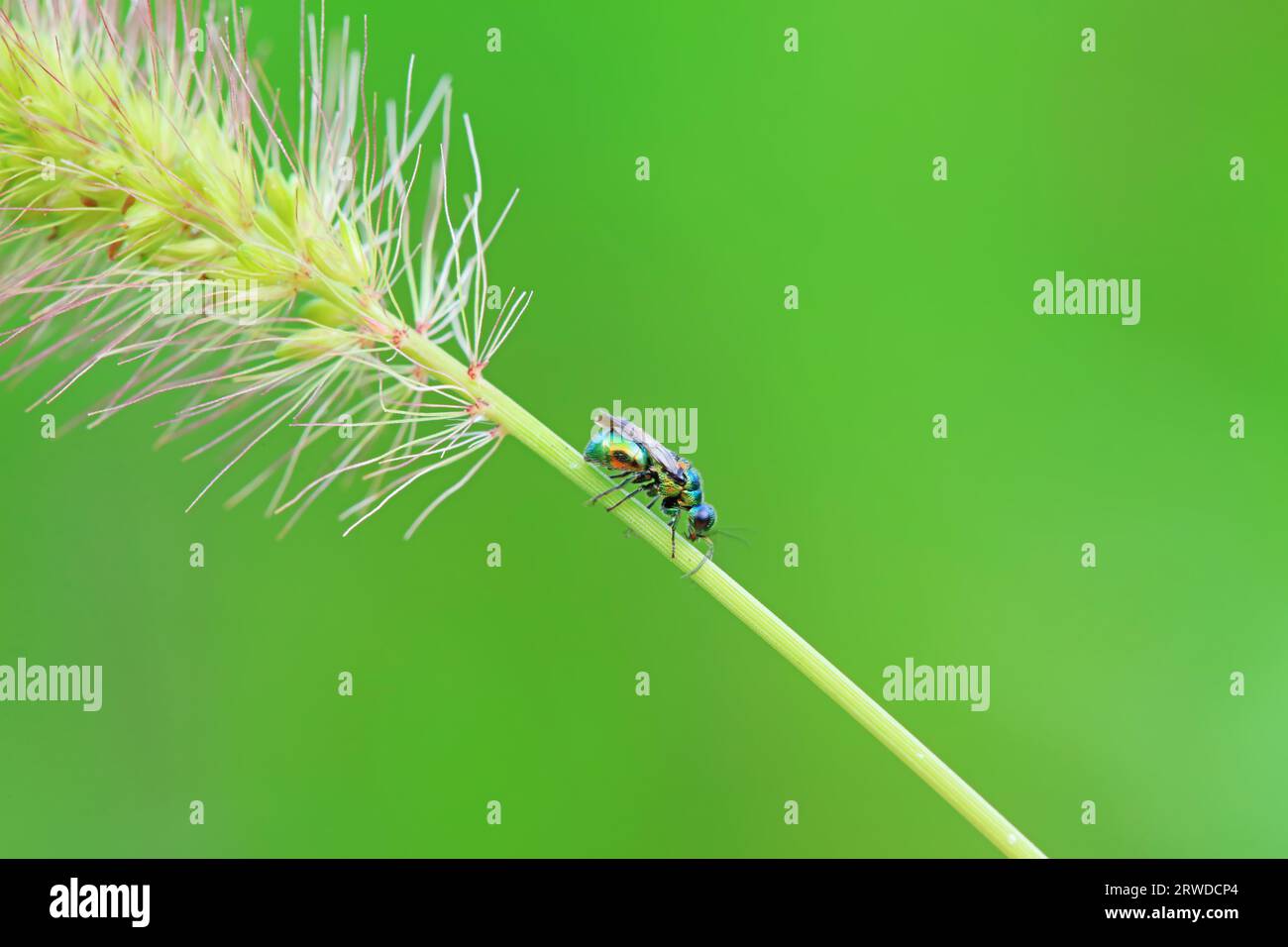 Bee insects in the wild, North China Stock Photo - Alamy