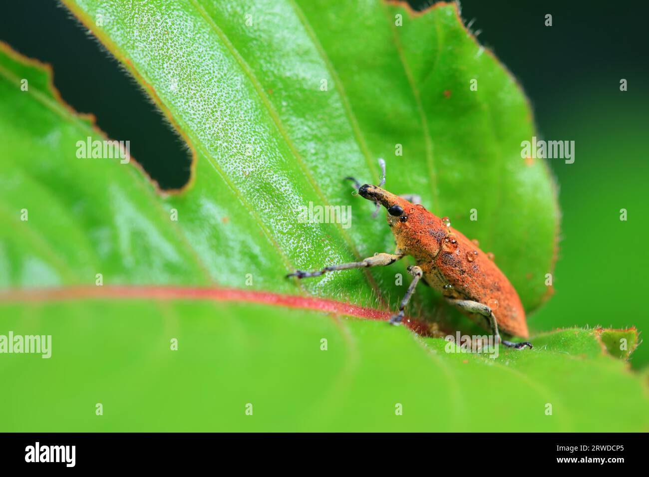 Weevil on wild plants, North China Stock Photo - Alamy