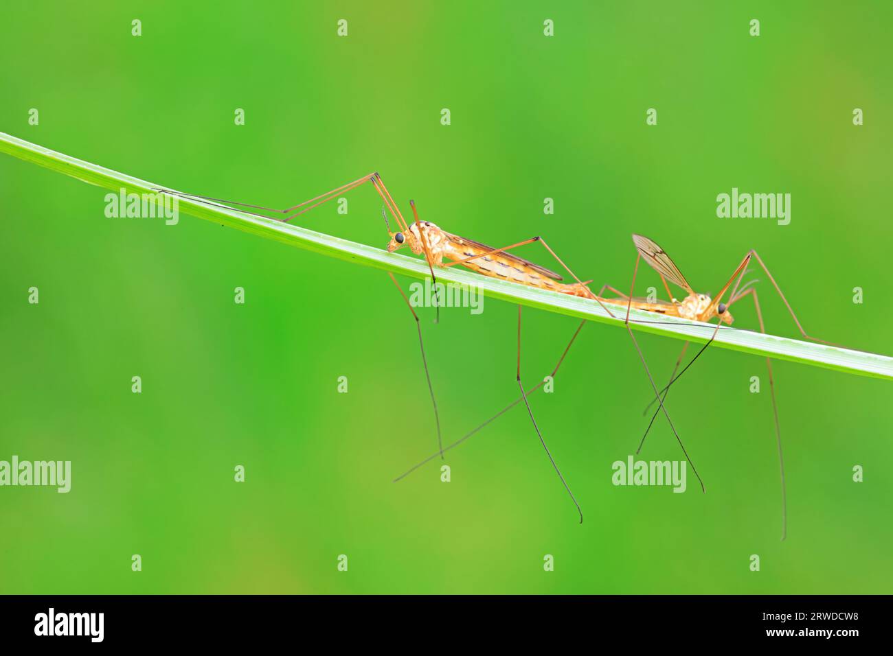Mosquito mating hi-res stock photography and images - Alamy