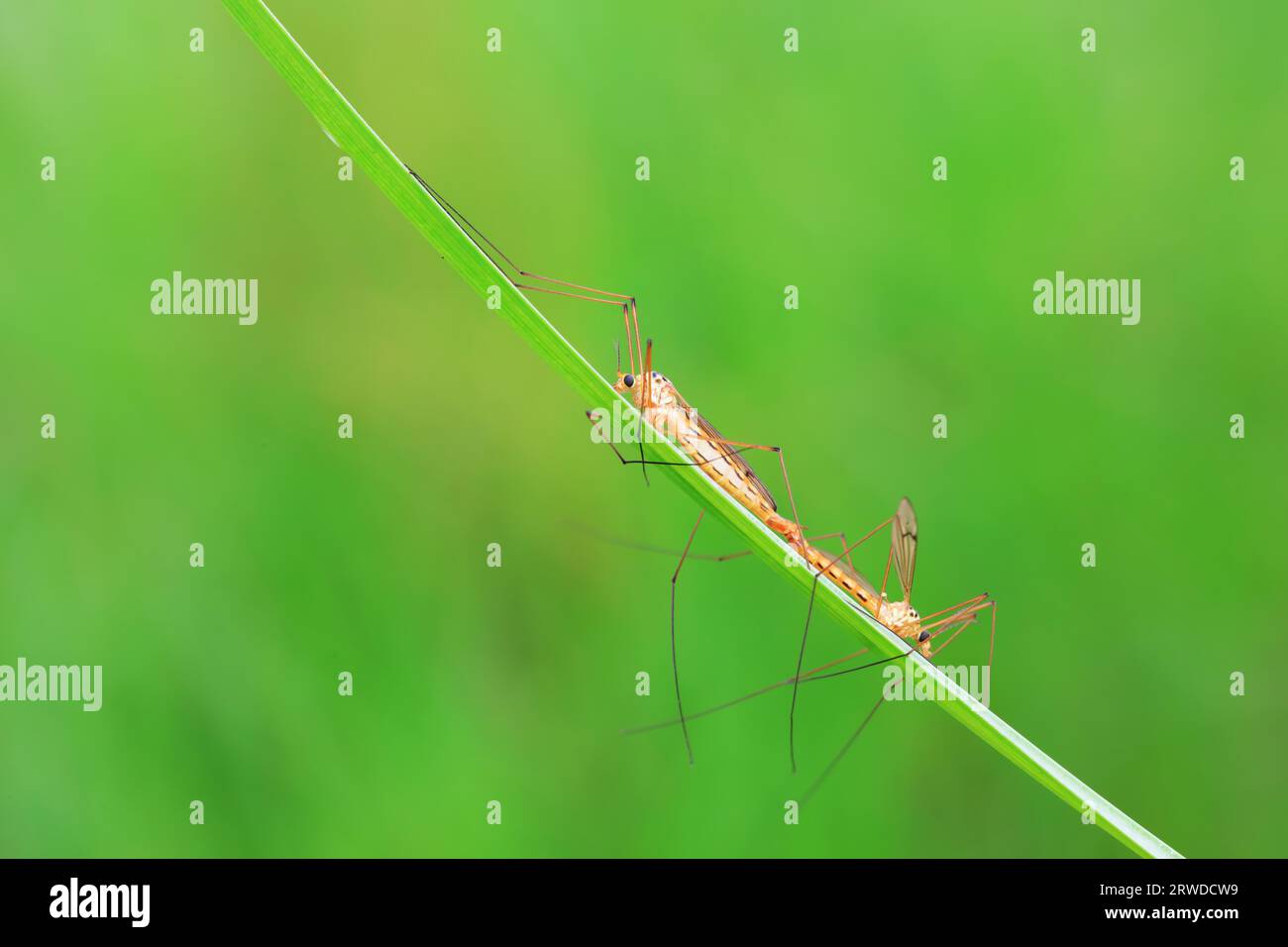 mosquito insect in the wild, North China Stock Photo - Alamy