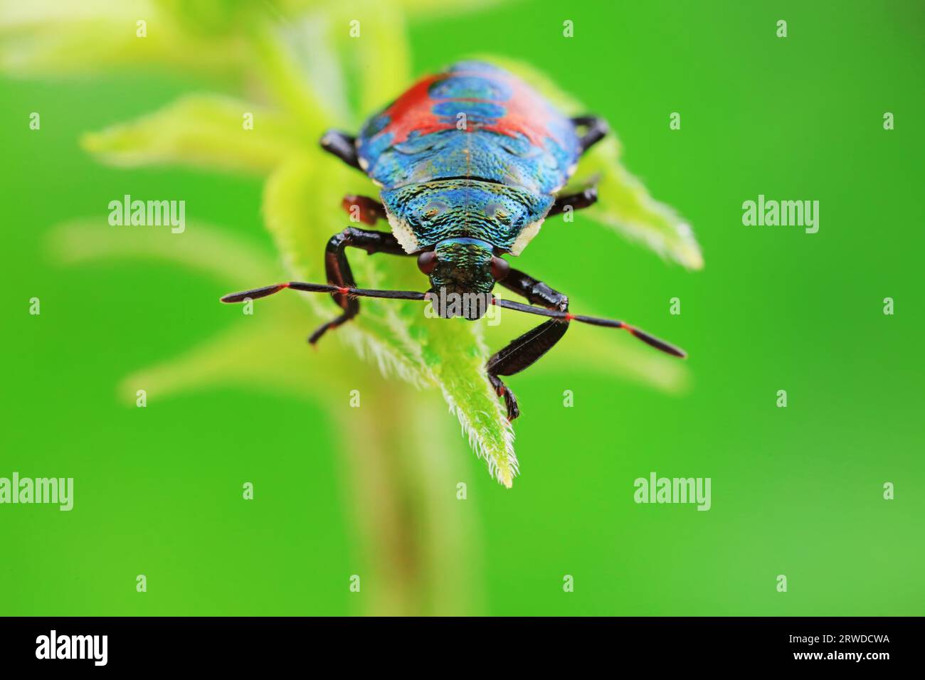 Hemiptera bugs in the wild, North China Stock Photo - Alamy