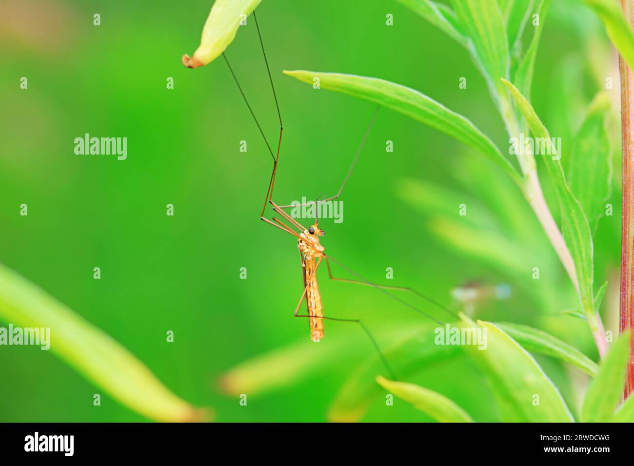 mosquito insect in the wild, North China Stock Photo - Alamy