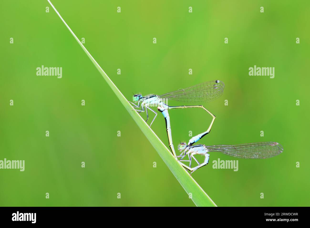 damselfly, a dragonfly insect, North China Stock Photo - Alamy