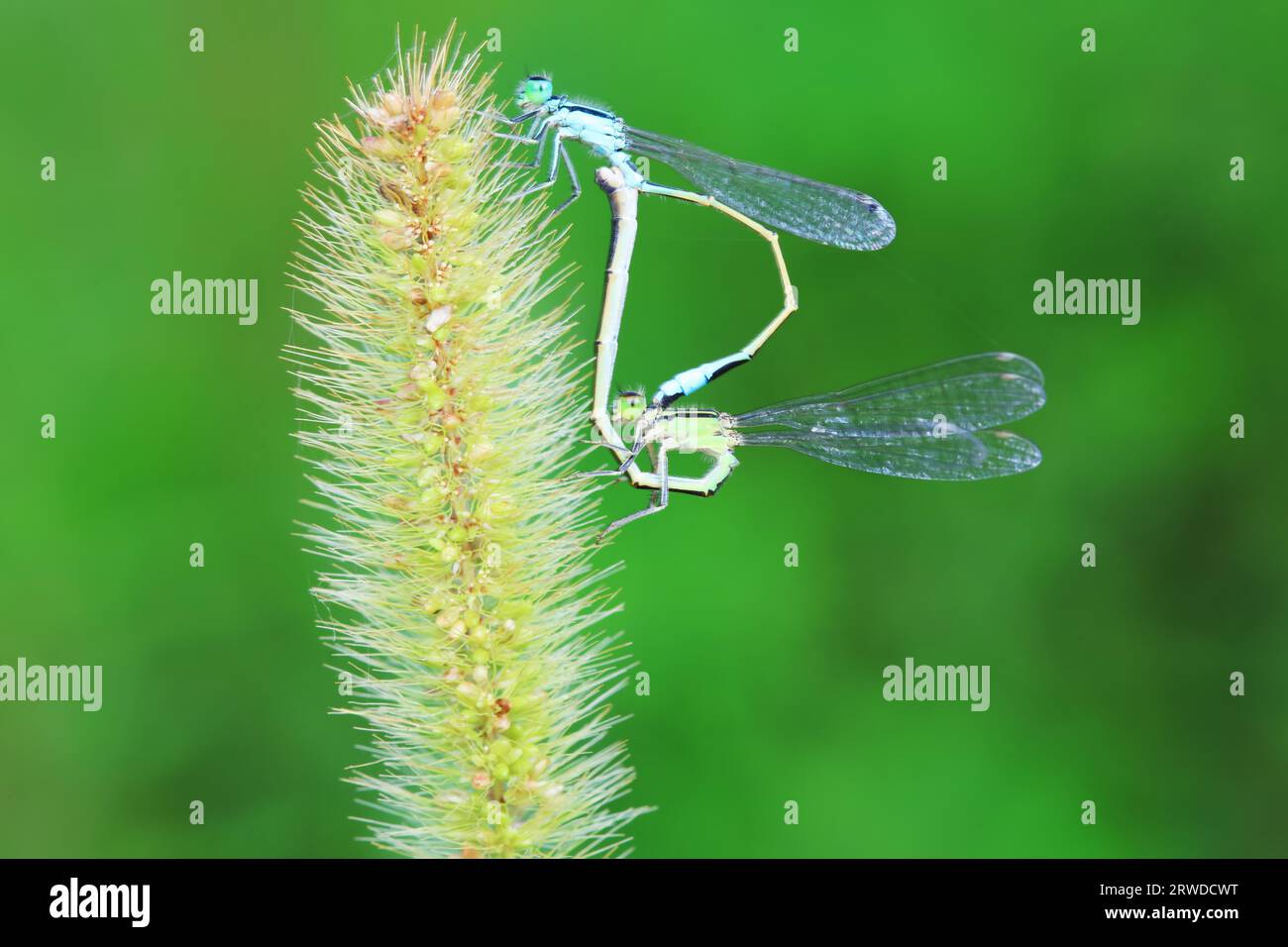 damselfly, a dragonfly insect, North China Stock Photo - Alamy