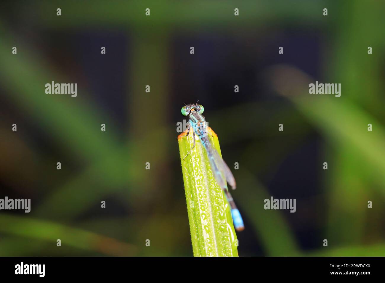 damselfly, a dragonfly insect, North China Stock Photo - Alamy
