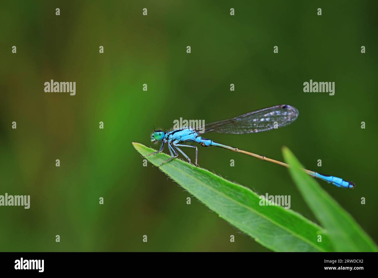 damselfly, a dragonfly insect, North China Stock Photo - Alamy