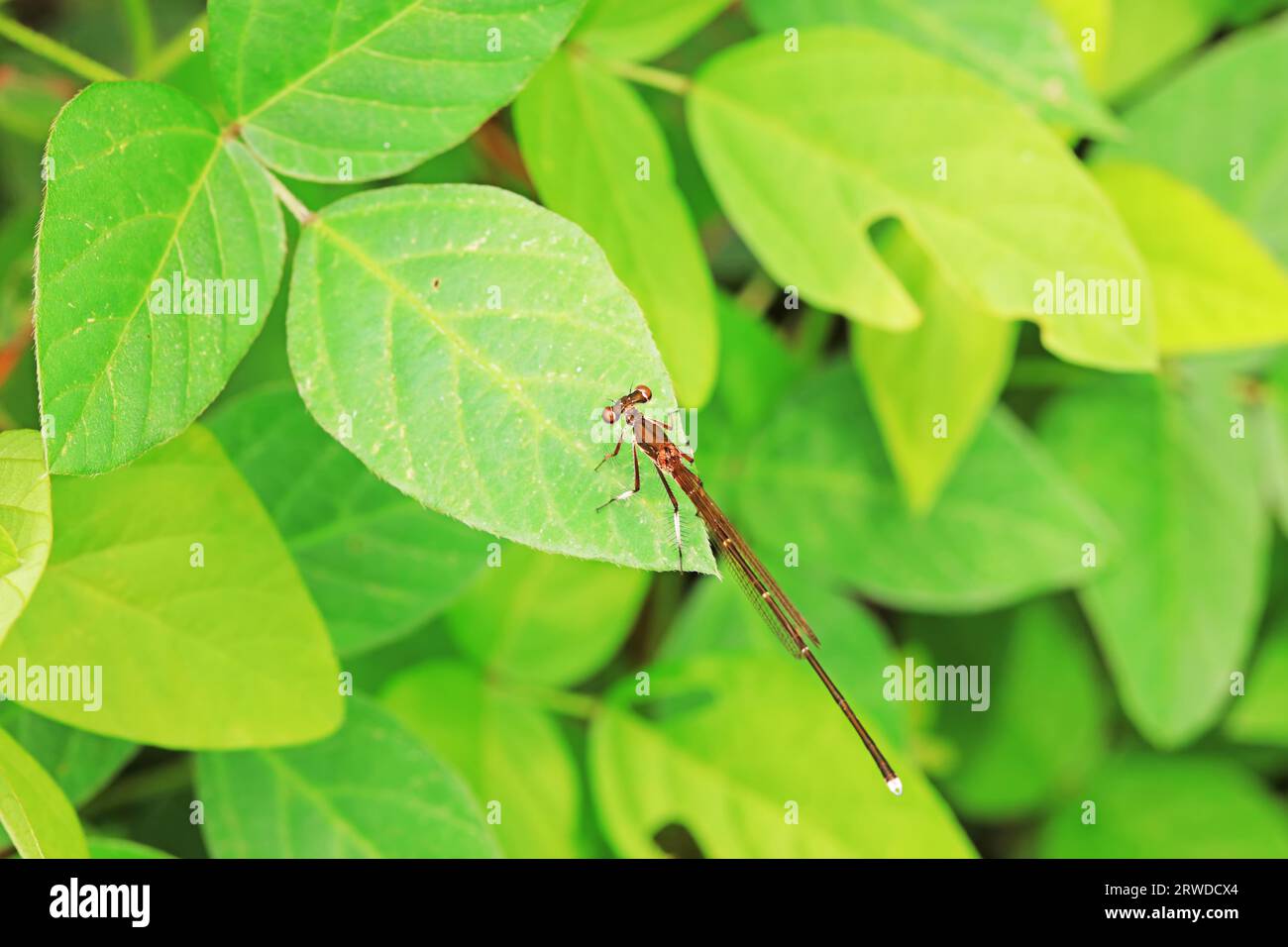 damselfly, a dragonfly insect, North China Stock Photo - Alamy