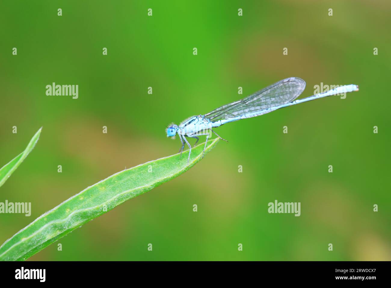 damselfly, a dragonfly insect, North China Stock Photo - Alamy