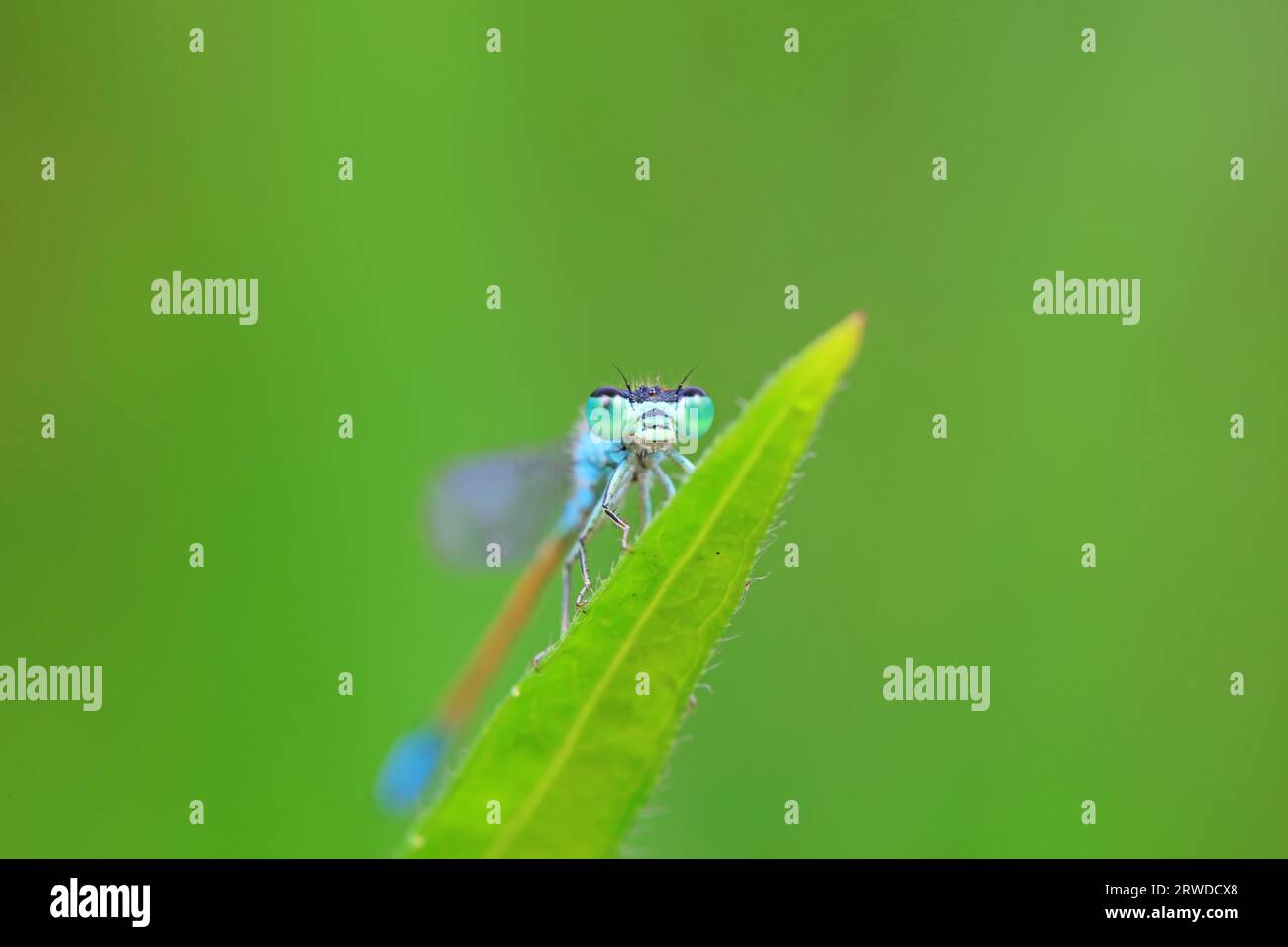 damselfly, a dragonfly insect, North China Stock Photo - Alamy