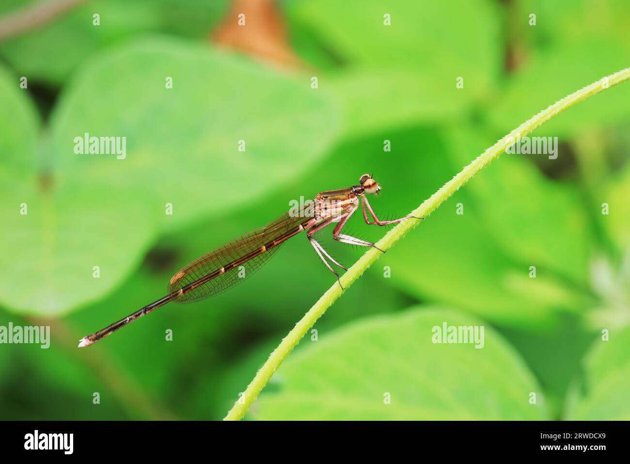 damselfly, a dragonfly insect, North China Stock Photo - Alamy