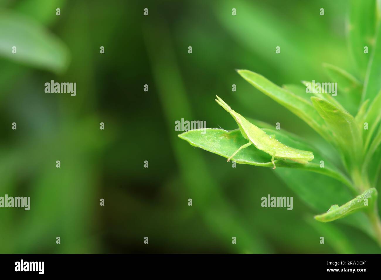 Atractomorpha sinensis hi-res stock photography and images - Alamy