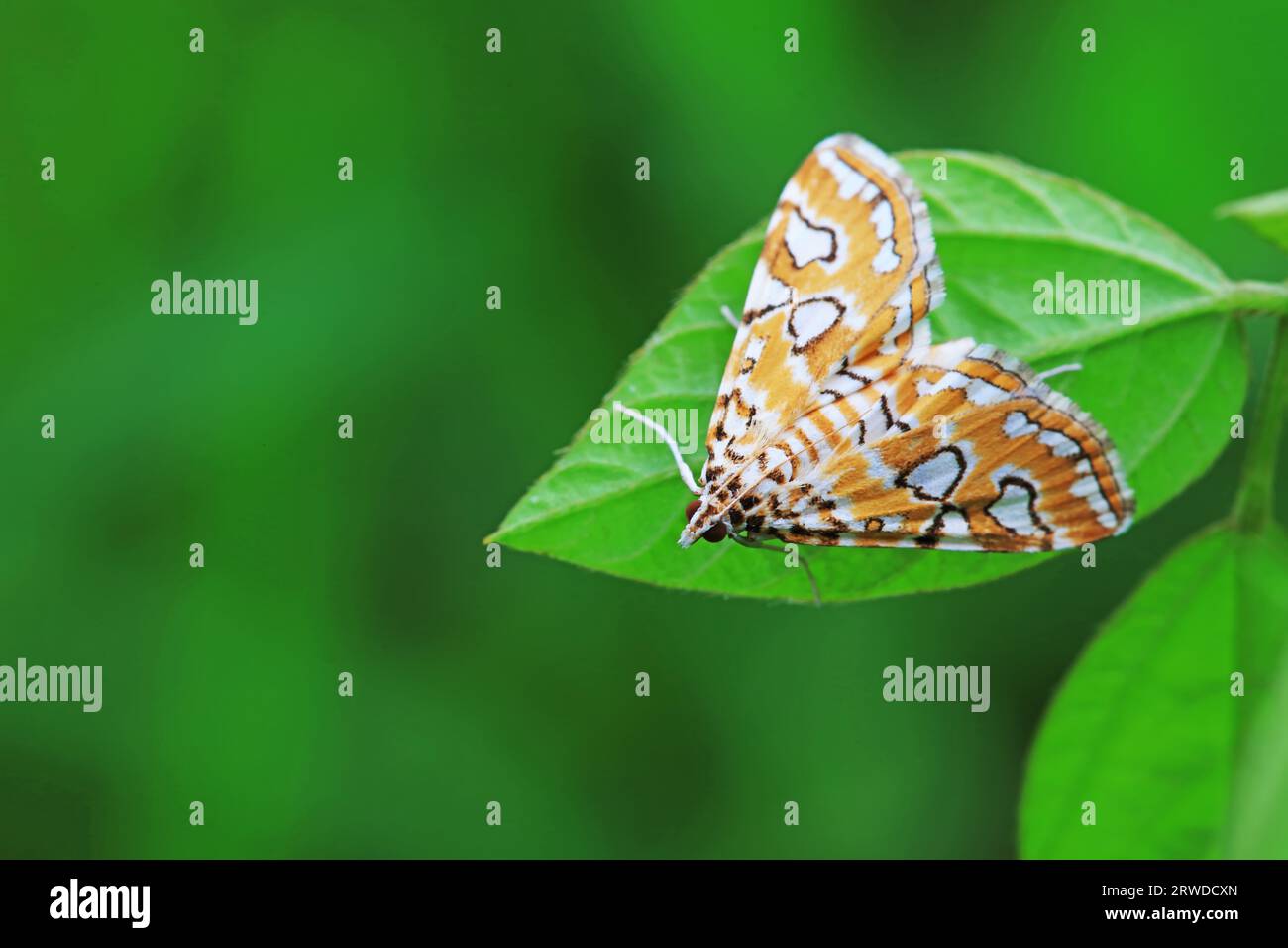 Lepidoptera insects in the wild, North China Stock Photo - Alamy