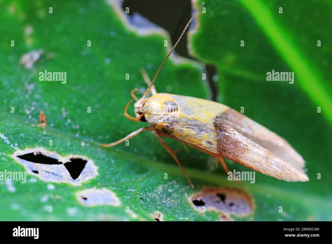 Lepidoptera insects in the wild, North China Stock Photo - Alamy