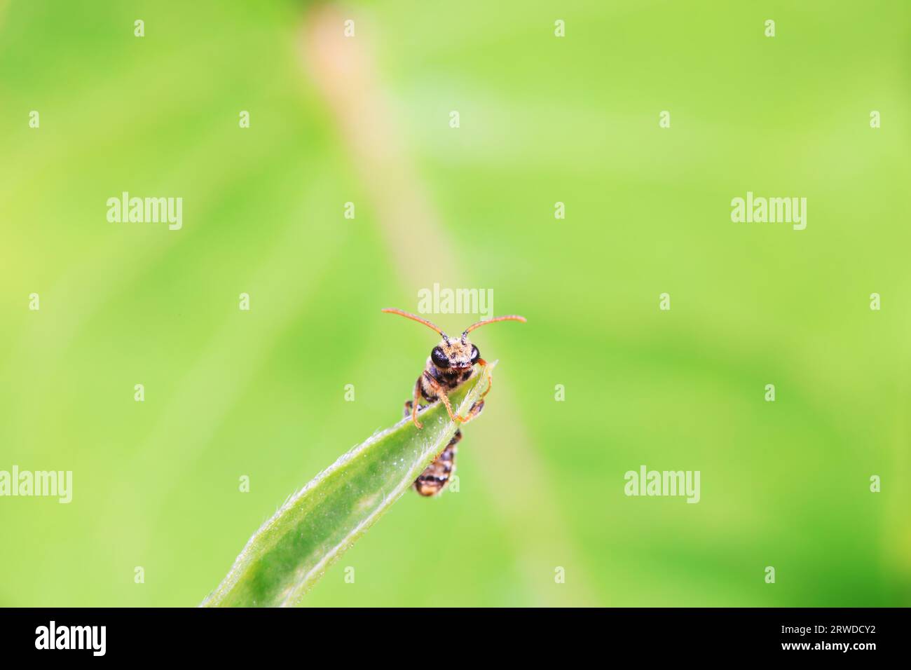Bee insects in the wild, North China Stock Photo - Alamy