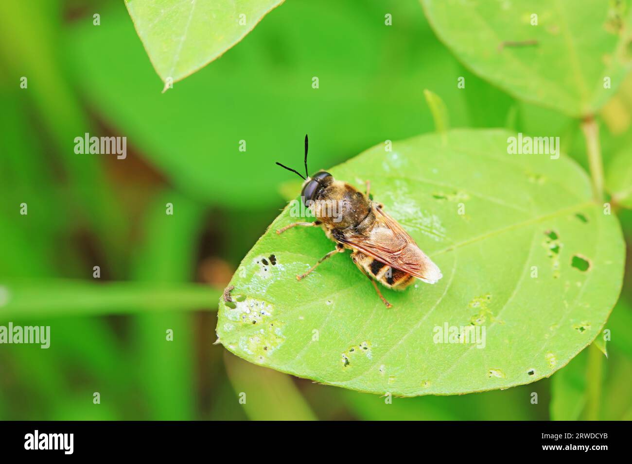 Bee insects in the wild, North China Stock Photo - Alamy