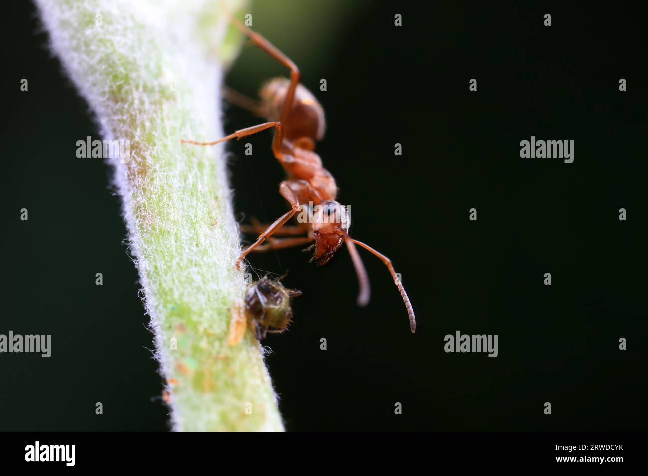 Ants in the wild, North China Stock Photo - Alamy