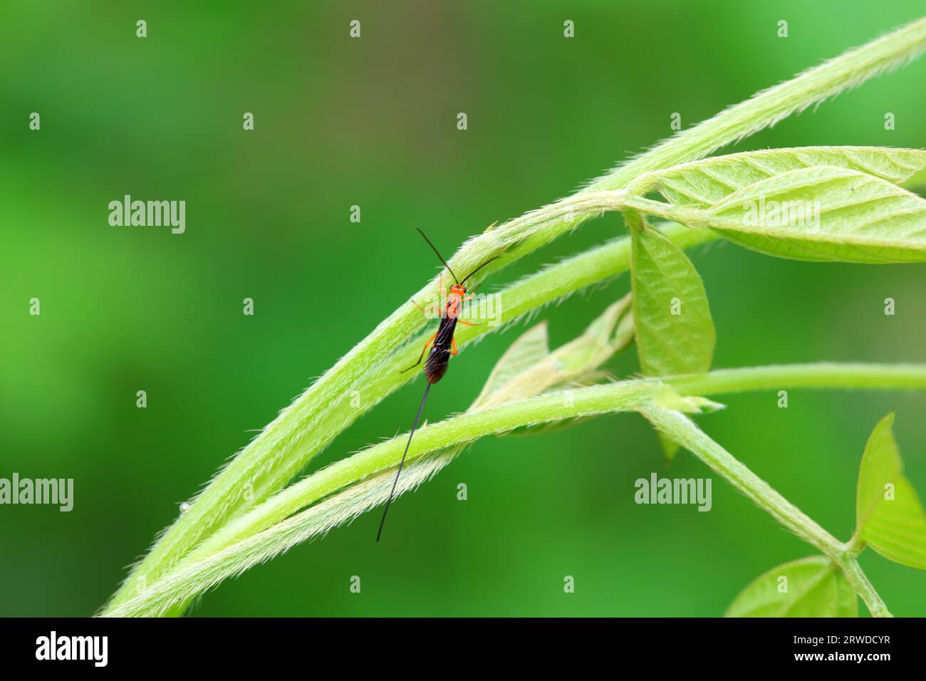 Bee insects in the wild, North China Stock Photo - Alamy