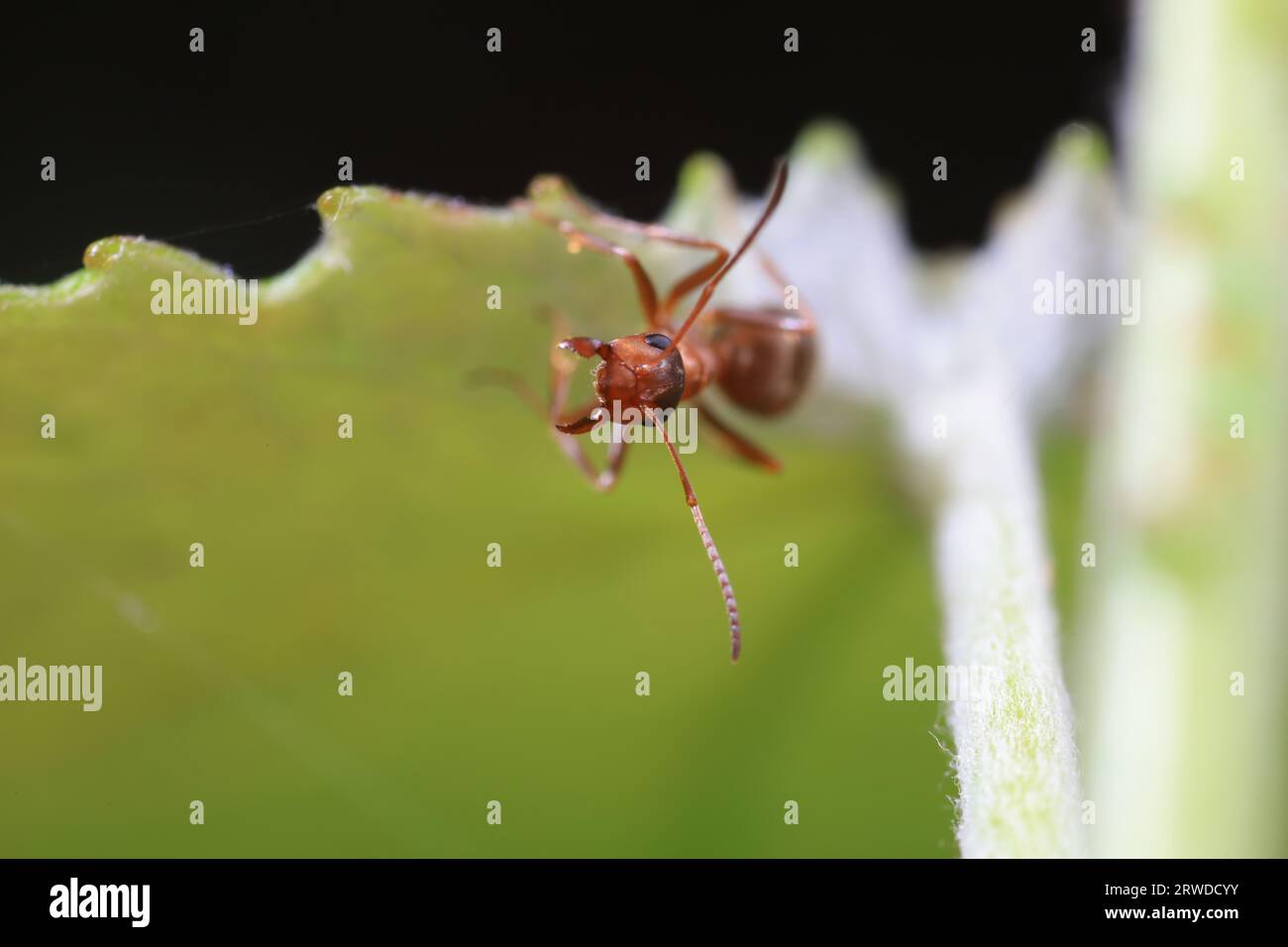 Ants in the wild, North China Stock Photo - Alamy