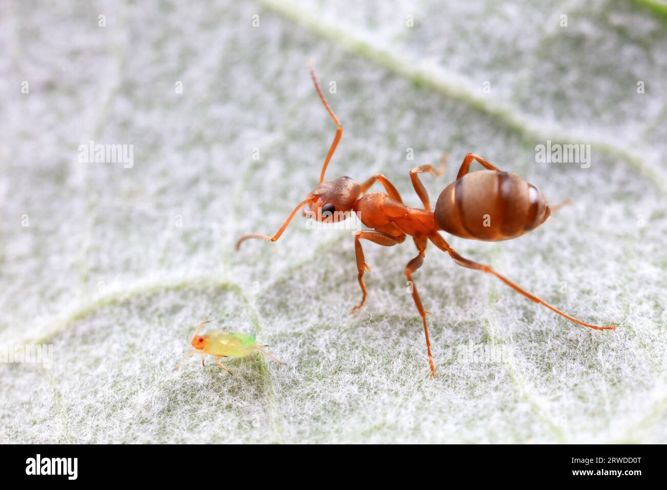 Ants in the wild, North China Stock Photo - Alamy