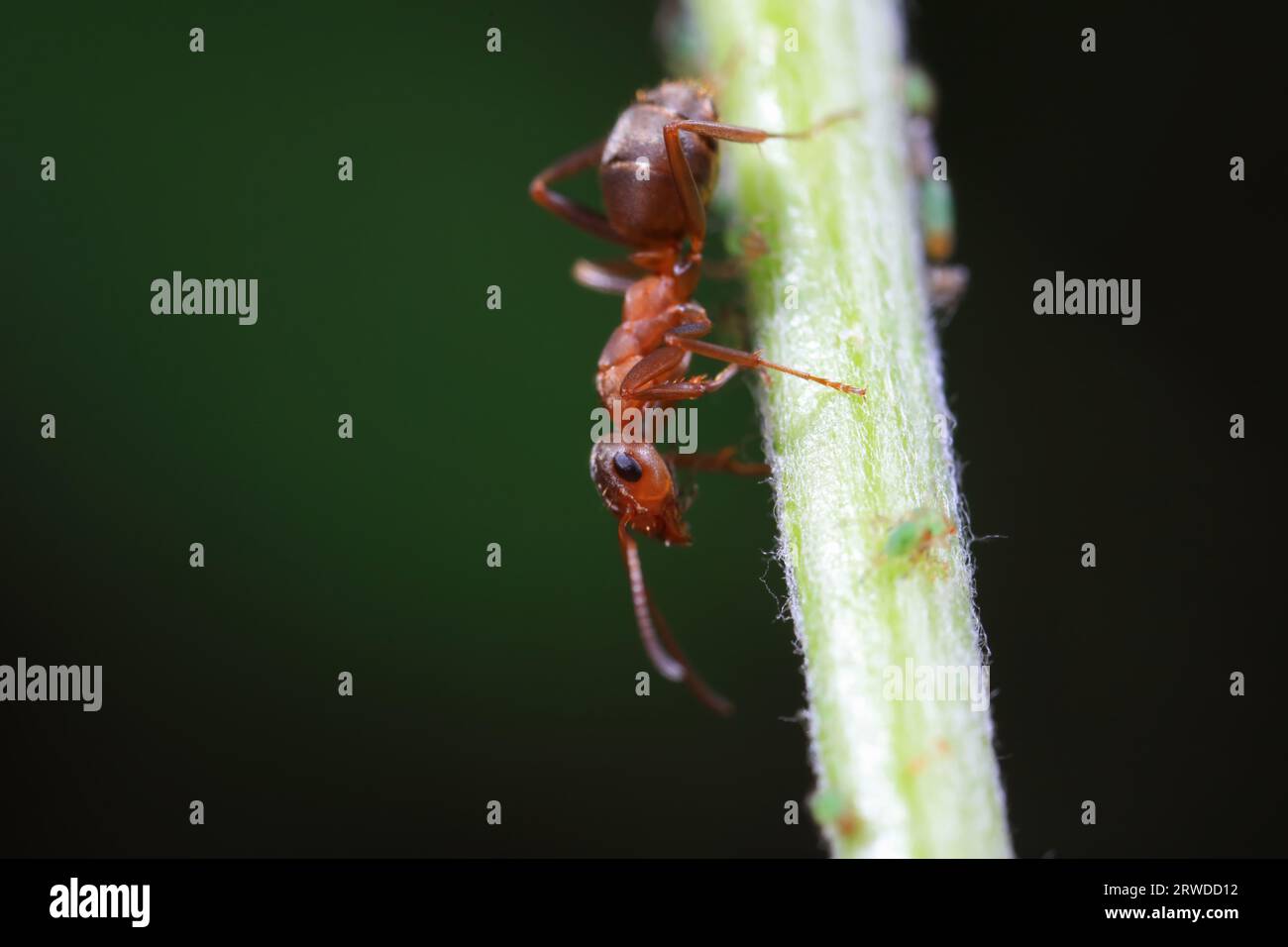 Ants in the wild, North China Stock Photo - Alamy
