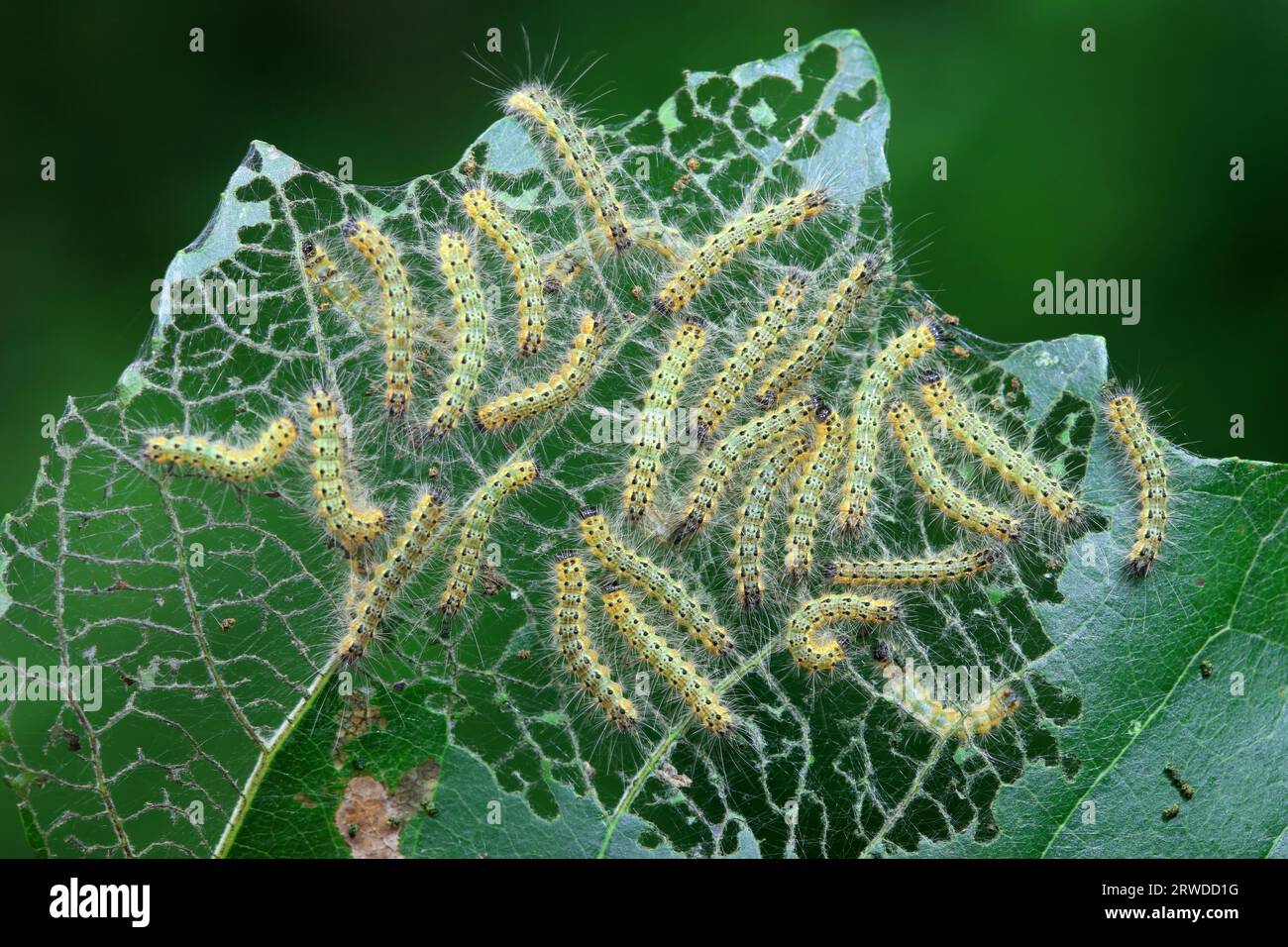 Lepidoptera larvae in the wild, North China Stock Photo - Alamy