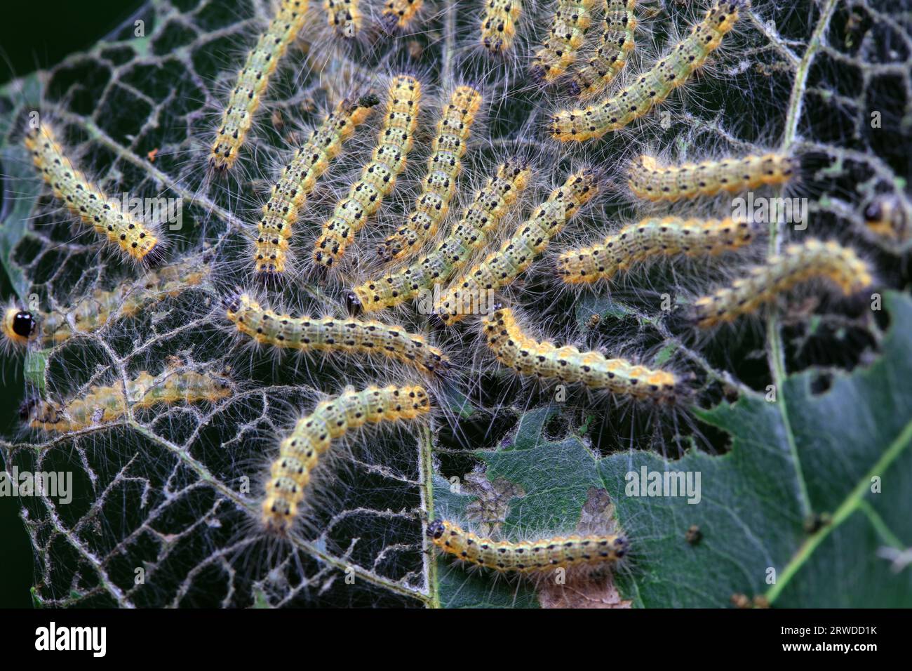 Lepidoptera larvae in the wild, North China Stock Photo - Alamy