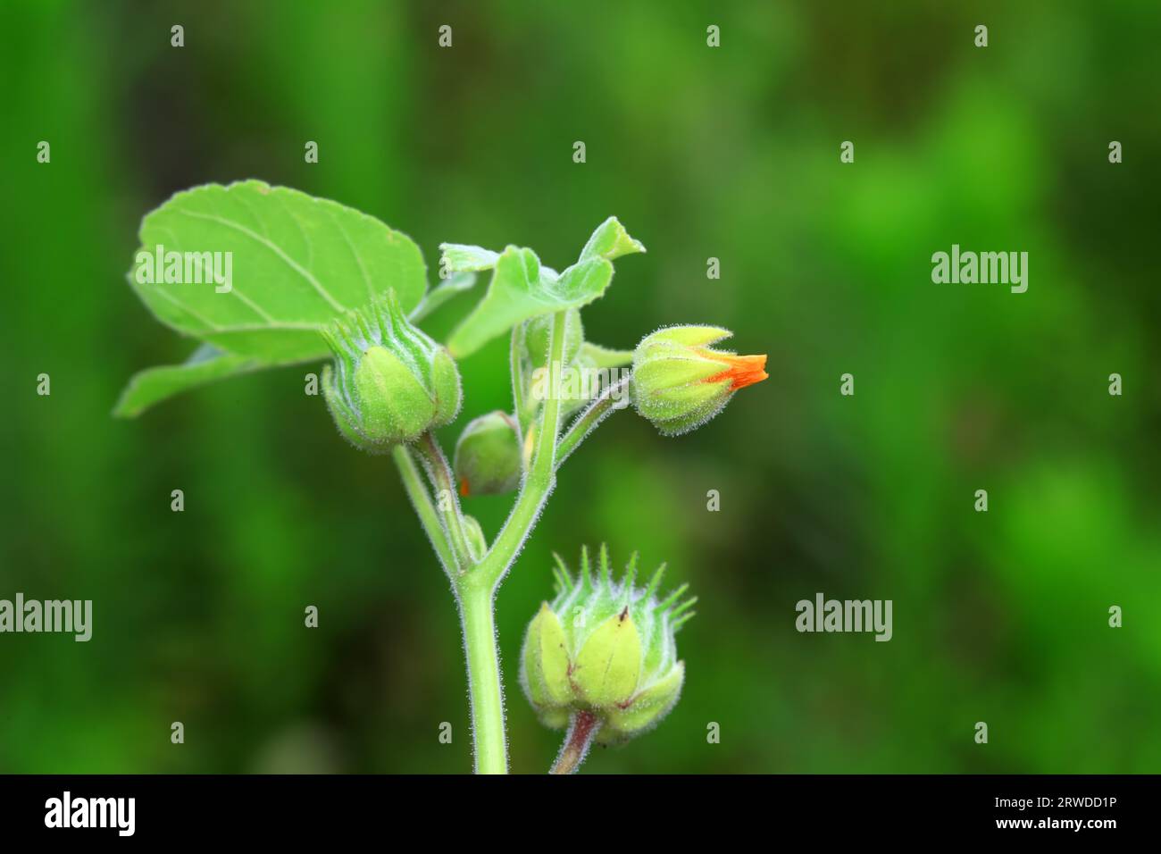 Jute flowers in the wild, North China Stock Photo - Alamy