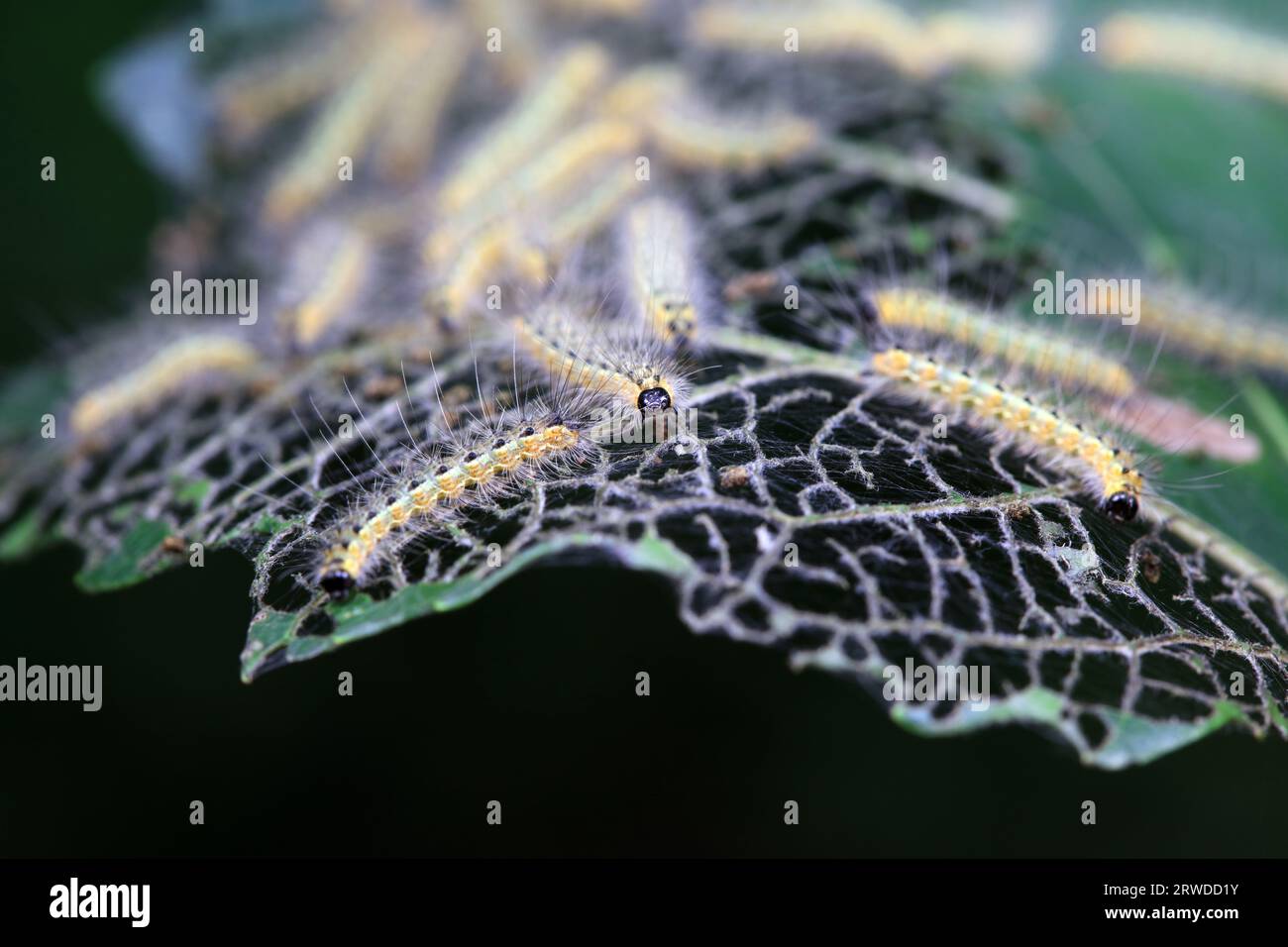 Lepidoptera larvae in the wild, North China Stock Photo - Alamy
