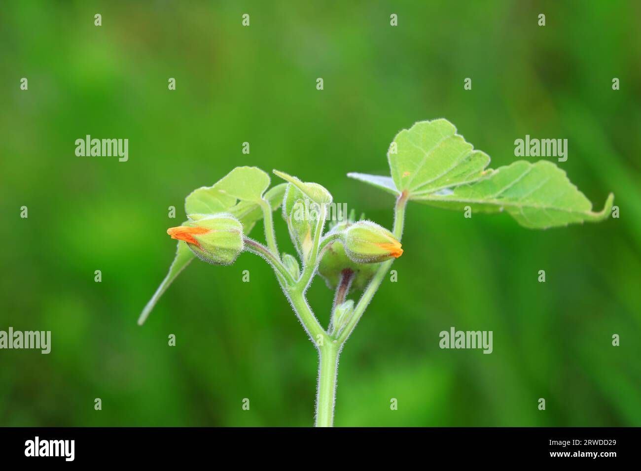 Jute flowers in the wild, North China Stock Photo - Alamy