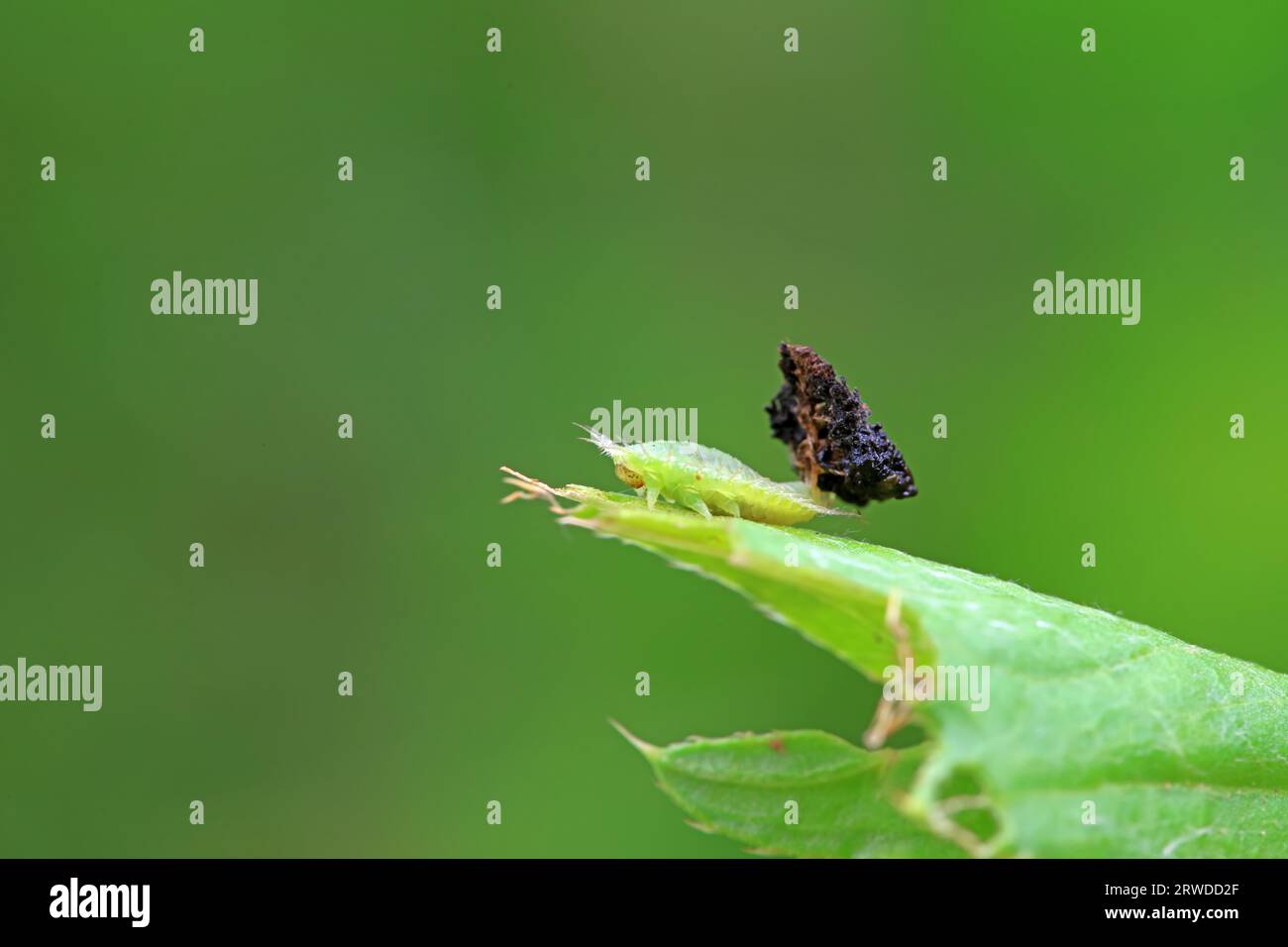 Hispidae family insect crawl on plants, North China Stock Photo - Alamy