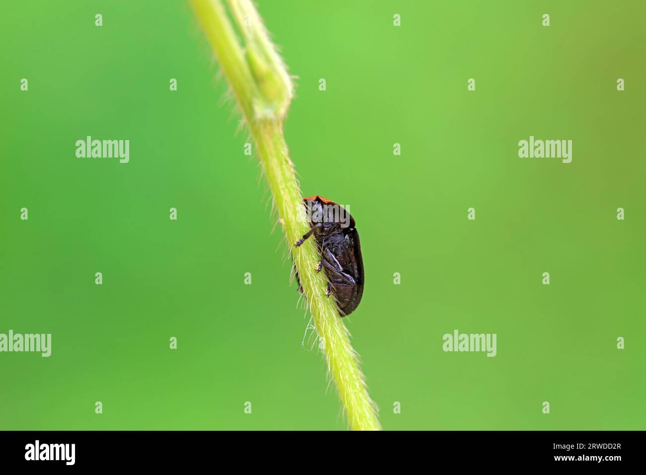 Hispidae family insect crawl on plants, North China Stock Photo - Alamy