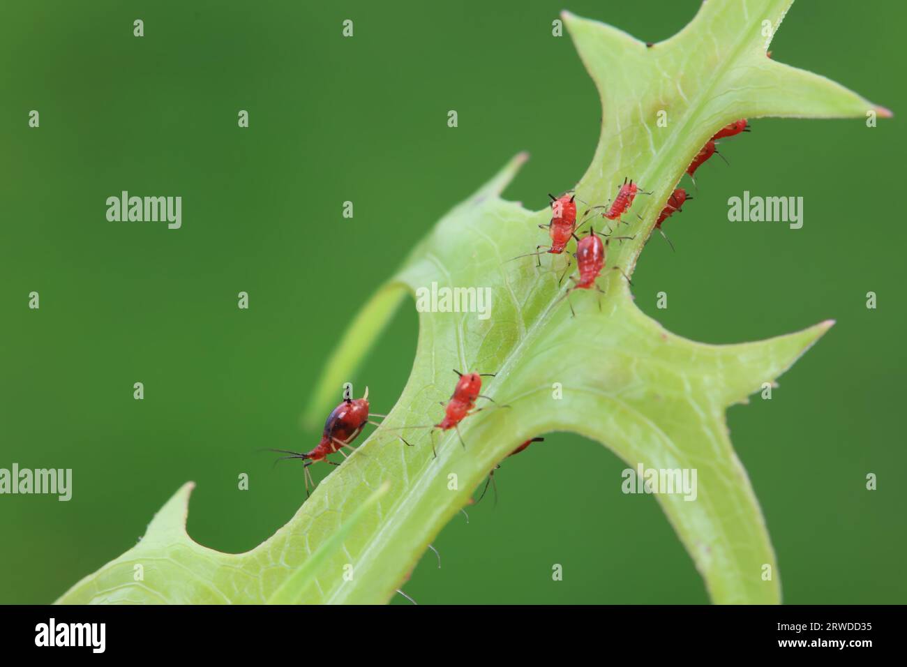 Aphids in the wild, North China Stock Photo - Alamy