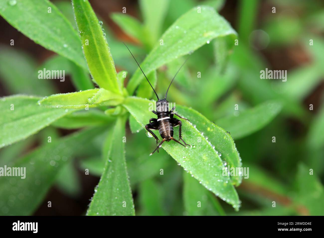 Crickets in the wild, North China Stock Photo - Alamy