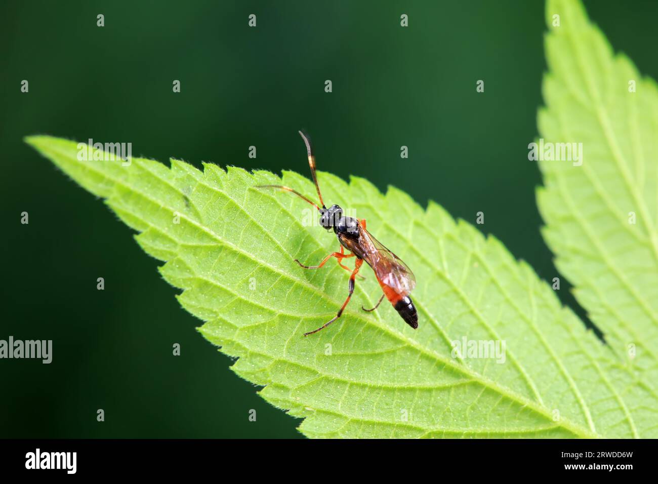 Bee insects in the wild, North China Stock Photo - Alamy