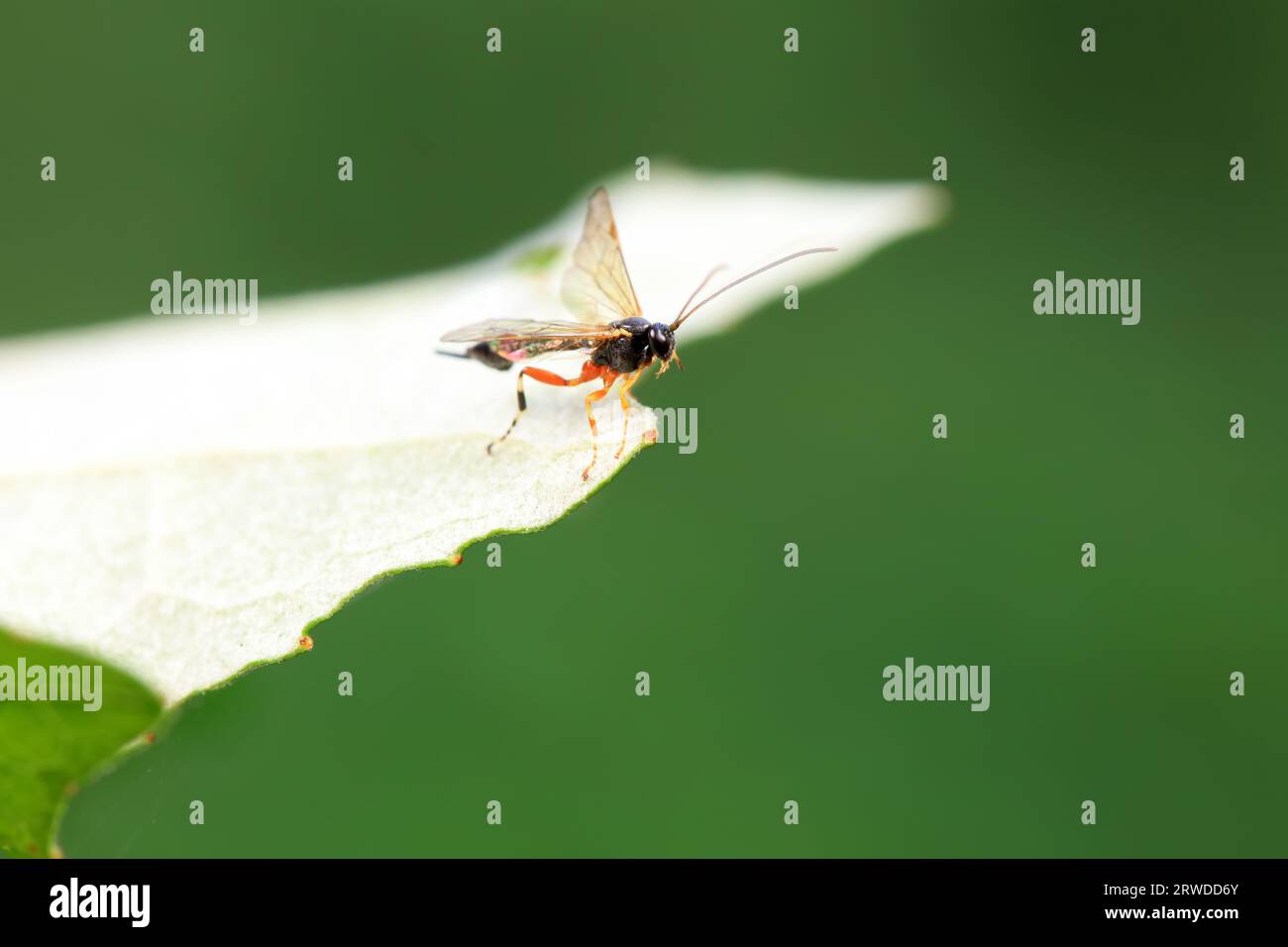 Bee insects in the wild, North China Stock Photo - Alamy
