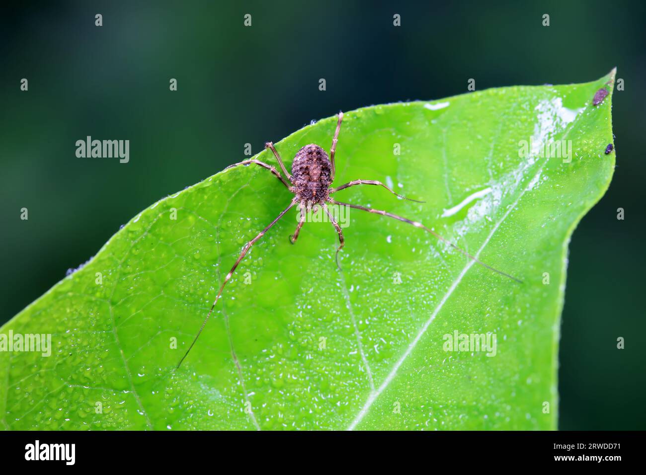 Spiders in the wild, North China Stock Photo - Alamy