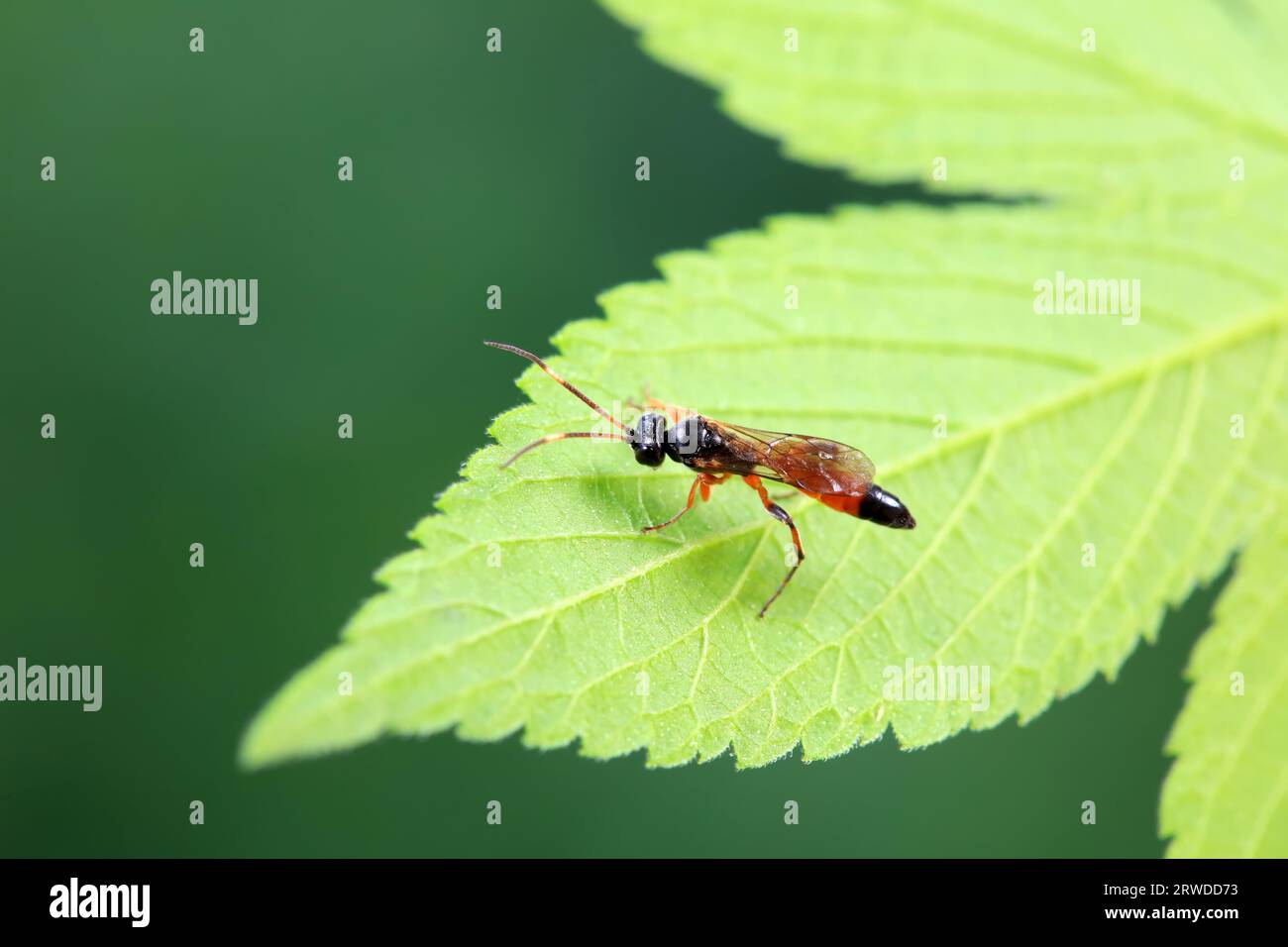 Bee insects in the wild, North China Stock Photo - Alamy