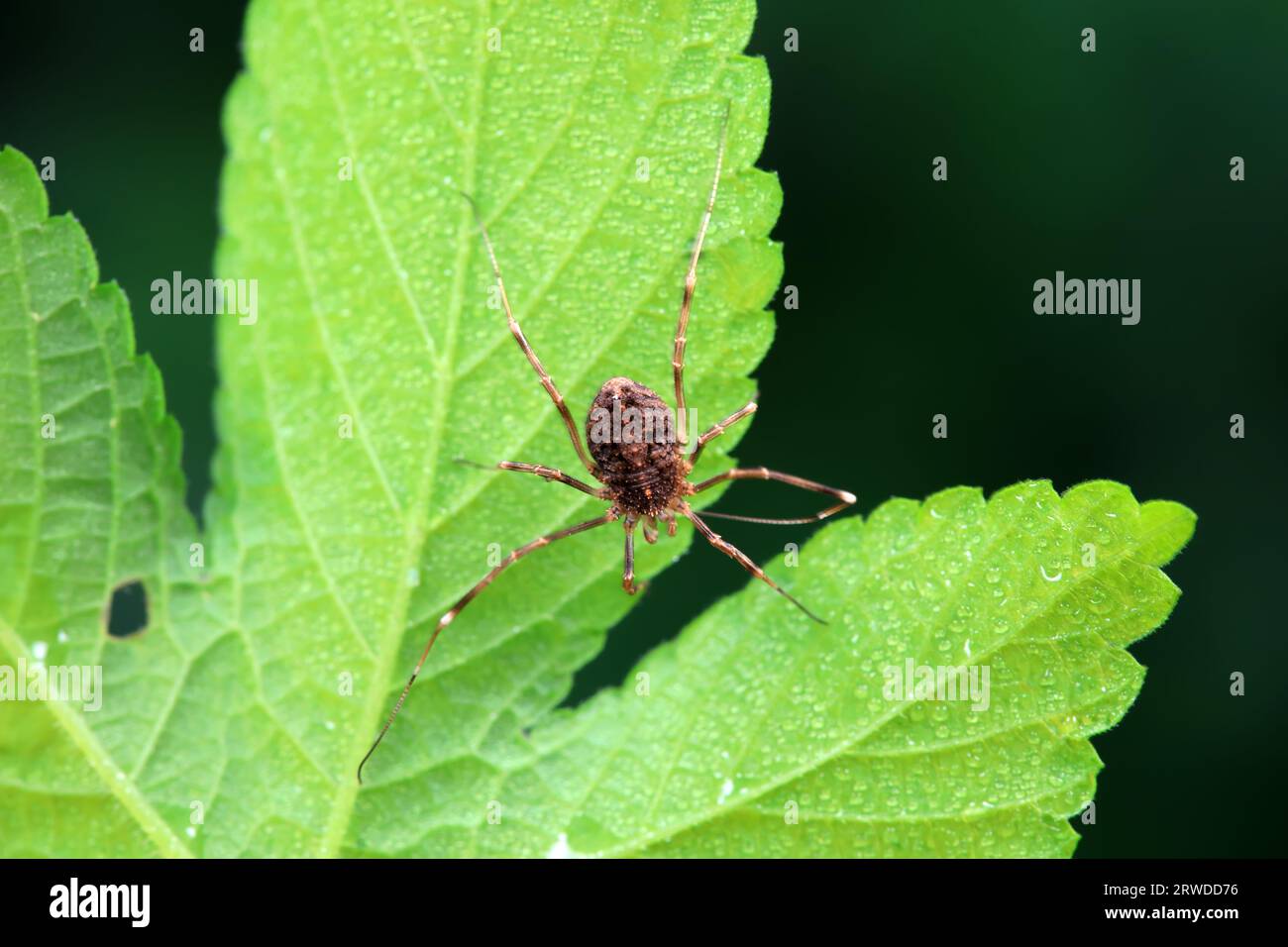 Spiders in the wild, North China Stock Photo - Alamy