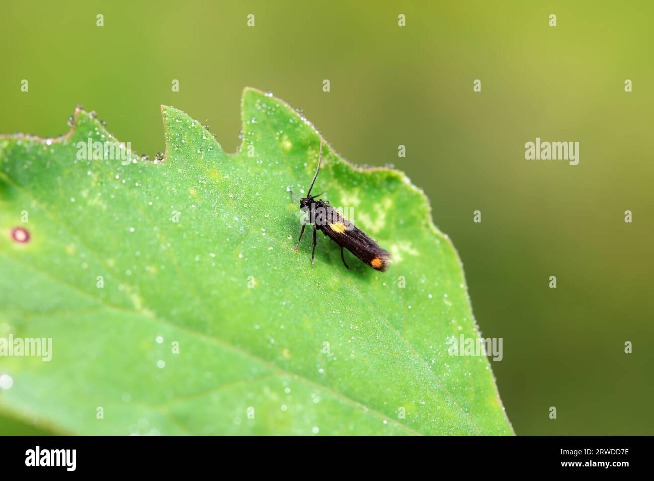 Lepidoptera insects in the wild, North China Stock Photo - Alamy