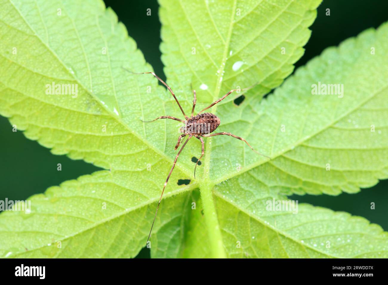 Spiders in the wild, North China Stock Photo - Alamy