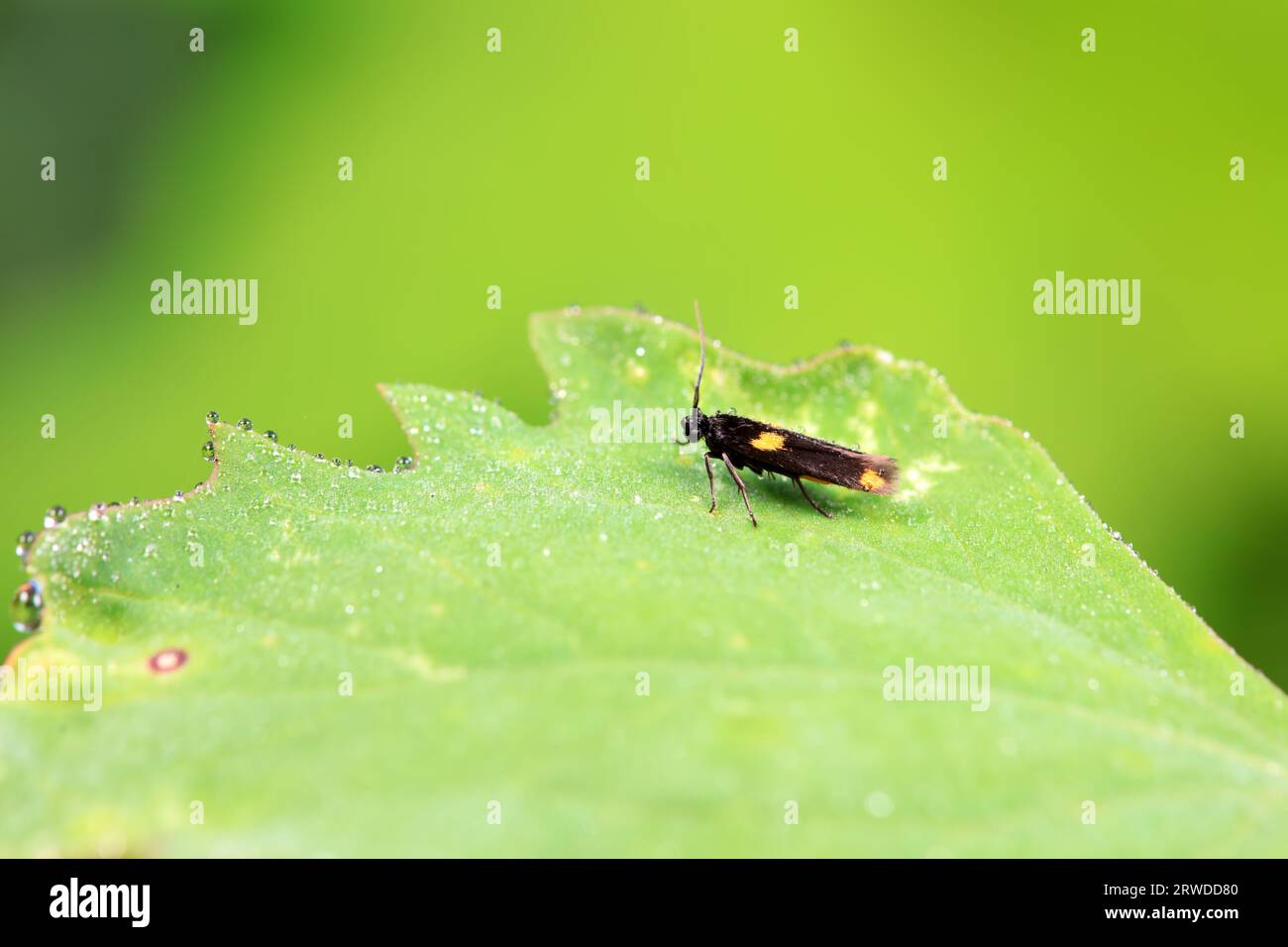 Lepidoptera insects in the wild, North China Stock Photo - Alamy
