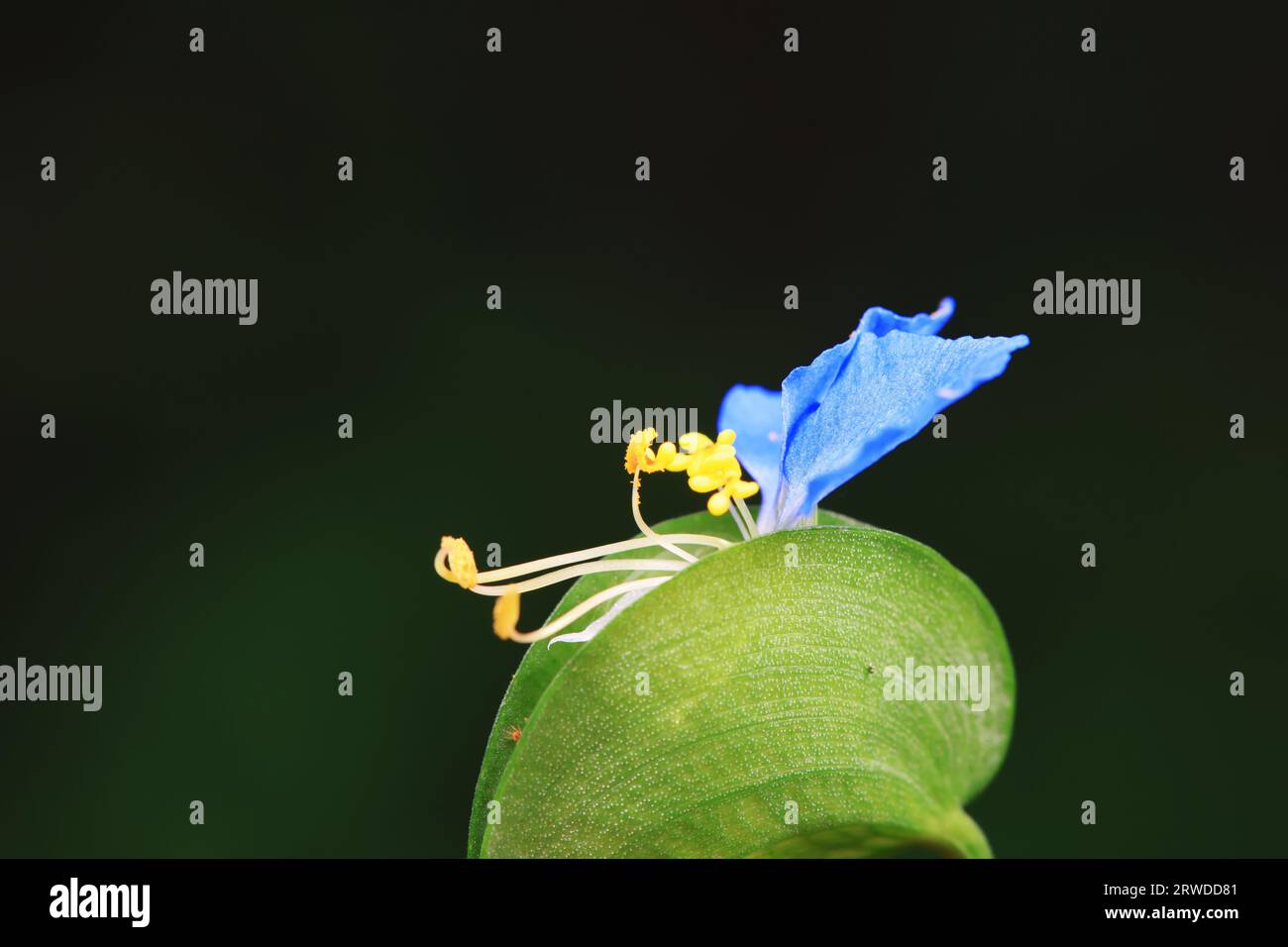 Commelina communis flower, North China Stock Photo - Alamy