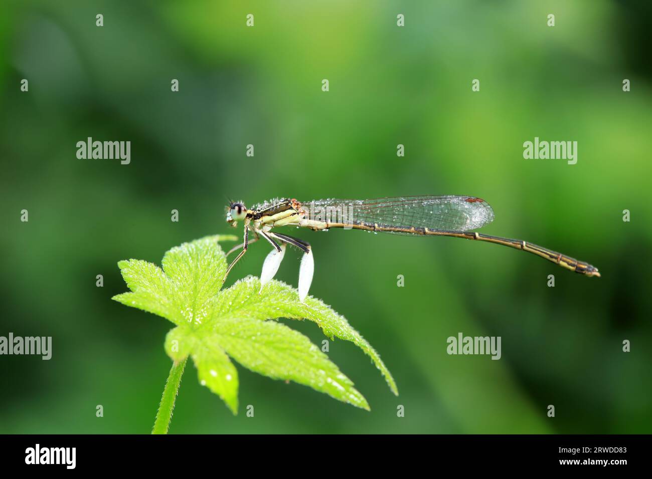 damselfly, a dragonfly insect, North China Stock Photo - Alamy