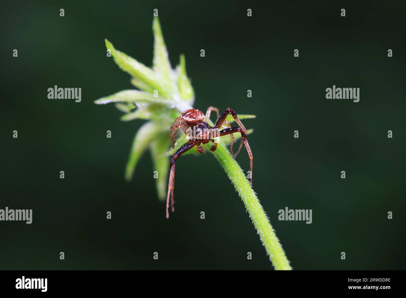 Spiders in the wild, North China Stock Photo - Alamy