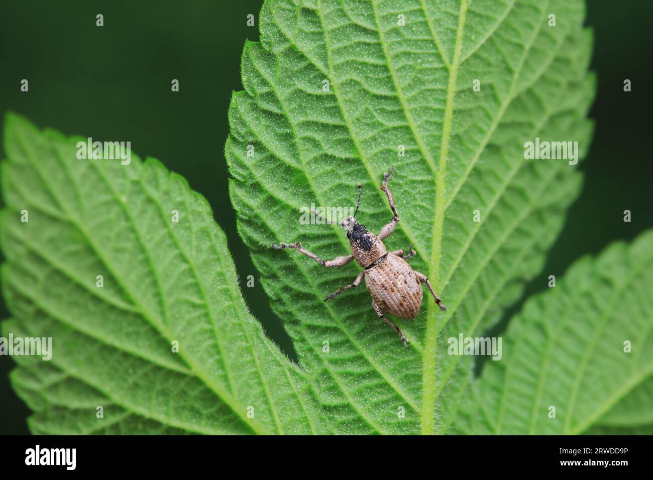 Weevil on wild plants, North China Stock Photo - Alamy