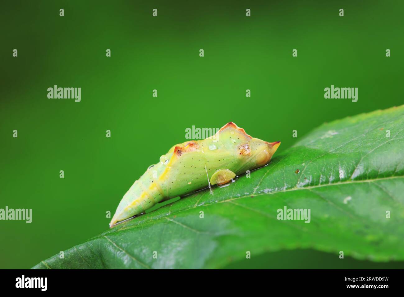 Lepidoptera larvae in the wild, North China Stock Photo - Alamy