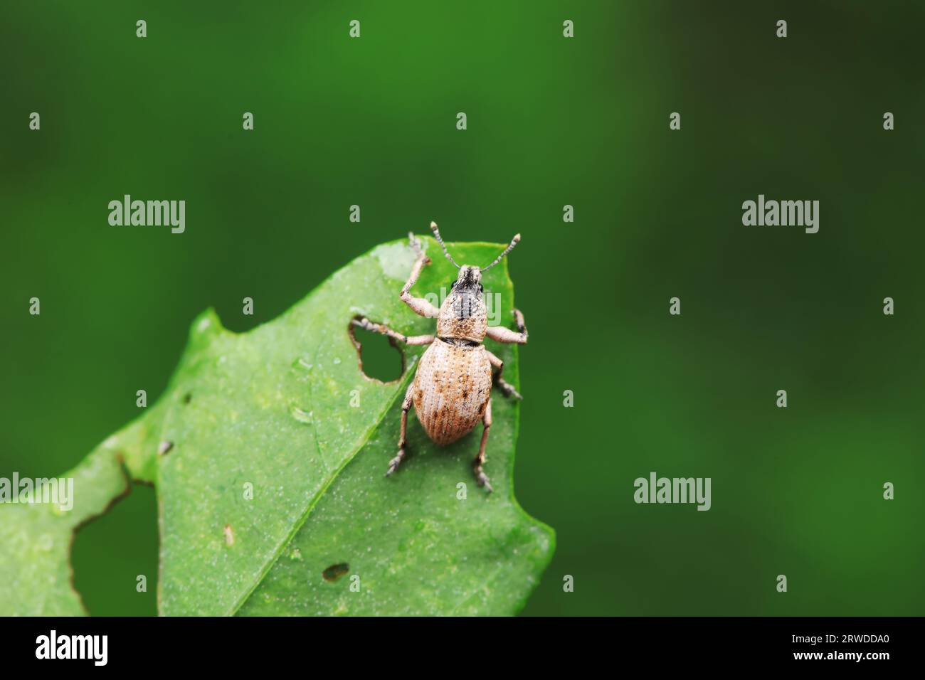 Weevil on wild plants, North China Stock Photo - Alamy