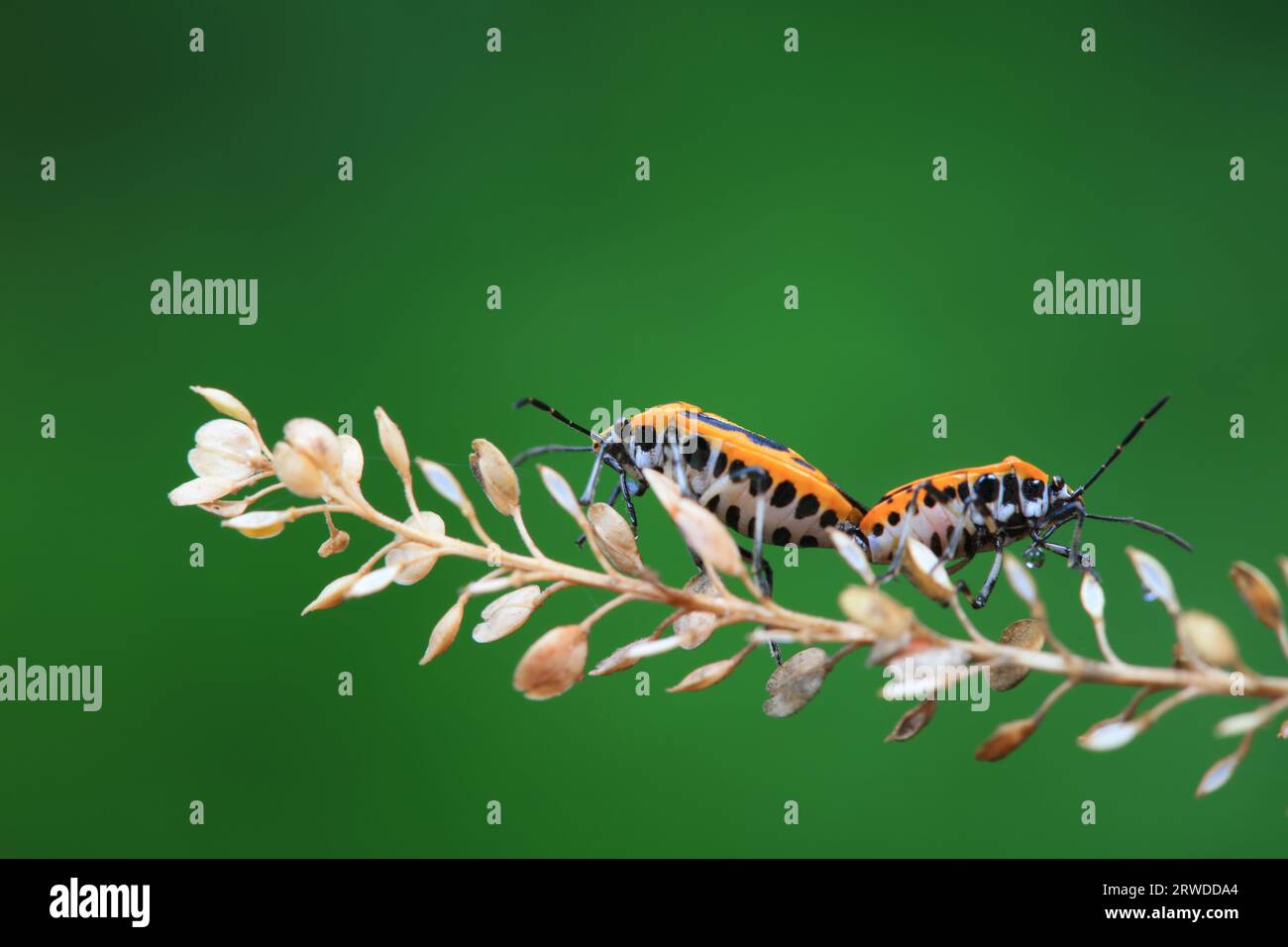 Hemiptera bugs in the wild, North China Stock Photo - Alamy