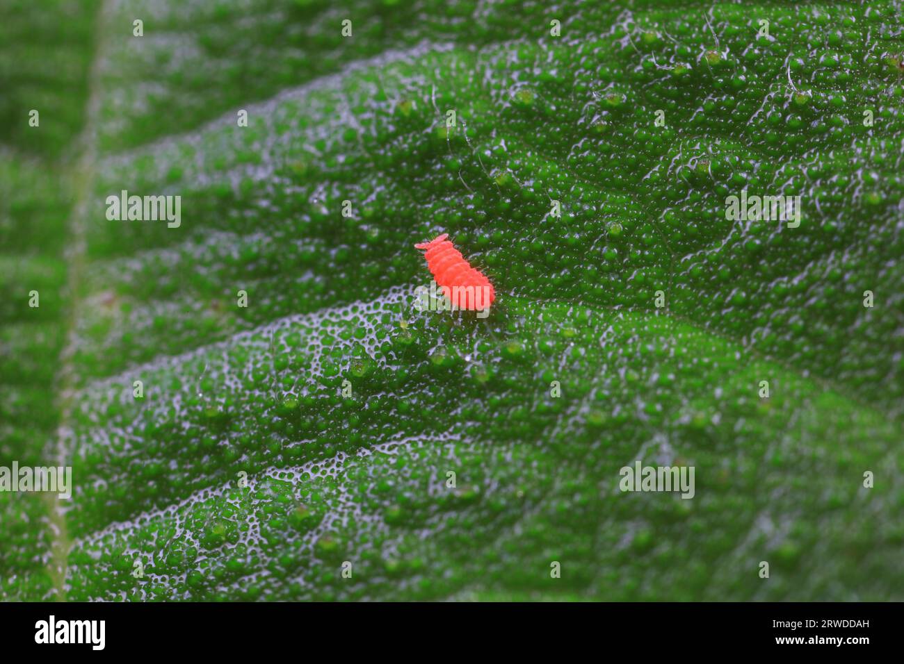 Wart beetle hi-res stock photography and images - Alamy
