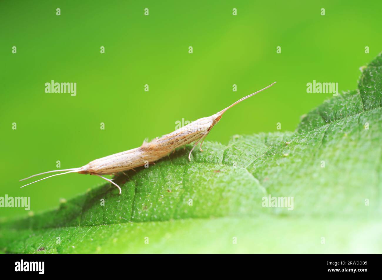 Lepidoptera insects in the wild, North China Stock Photo - Alamy